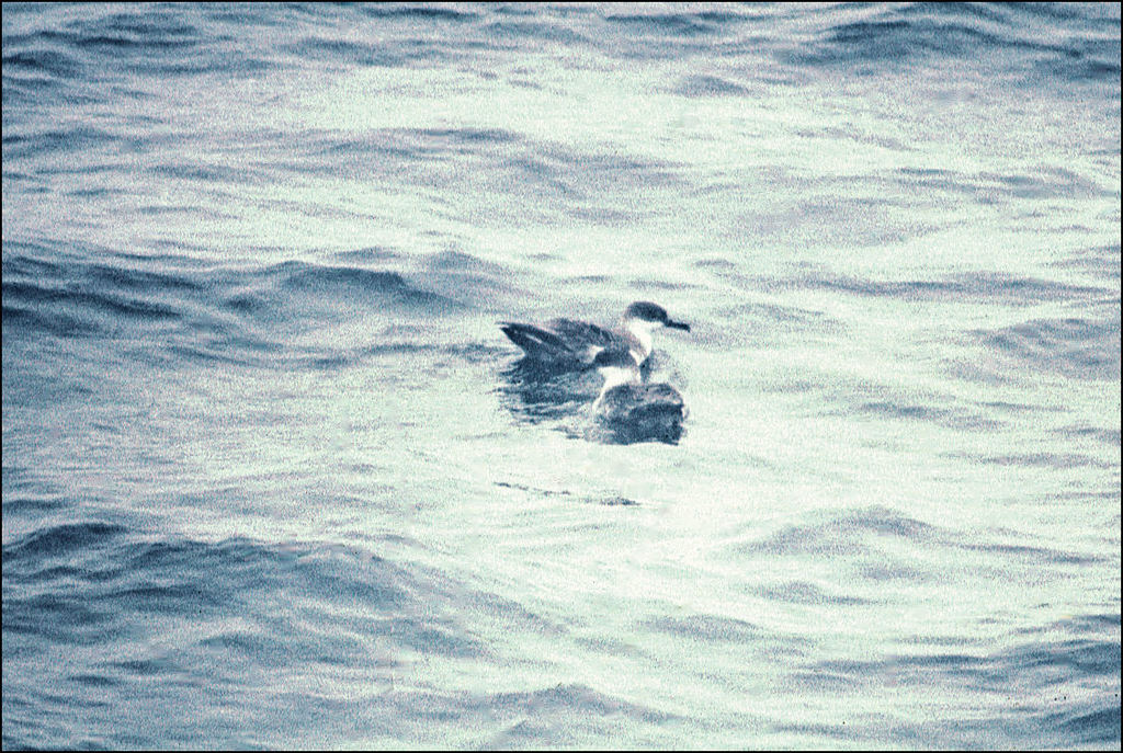Great Shearwater from between Iceland and Greenland on July 15, 1969 by ...