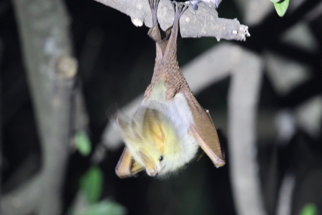 Yellow-winged Bat from Lamuria, Kenya on February 21, 2025 at 06:31 PM ...