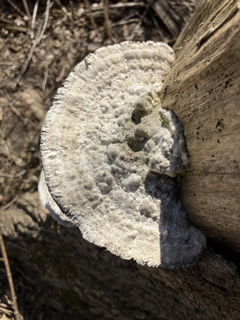 Lumpy Bracket from Wood Lake Nature Center, Richfield, MN, US on March ...