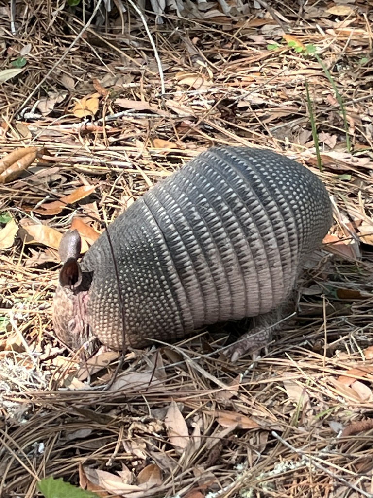 Nine-banded Armadillo from Lettuce Lake Conservation Park, Tampa, FL ...