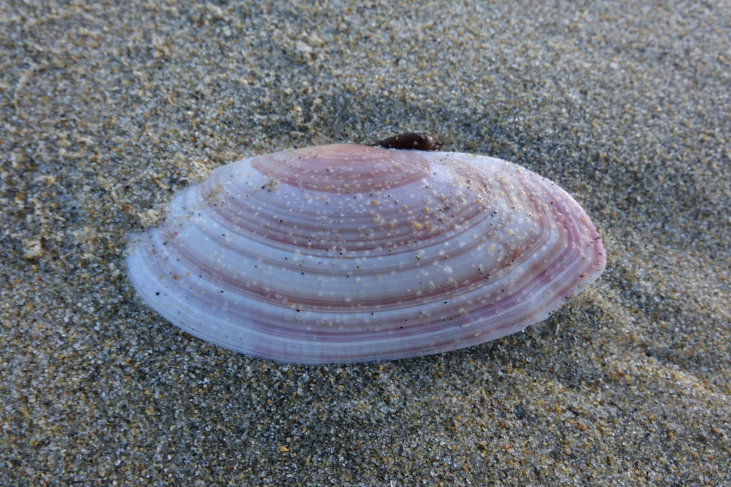 Sunset Clams from Southland District, Southland, New Zealand on July 24 ...