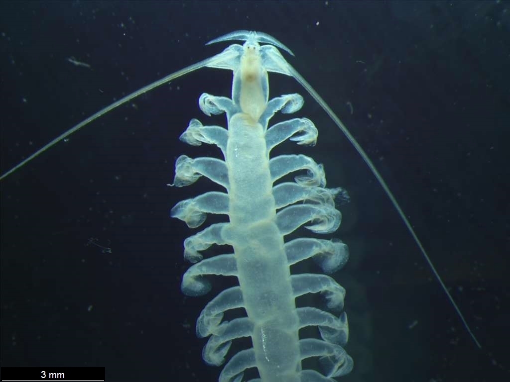 Gossamer Worms on November 21, 2024 by Leïla Brunner. Mission DIS002 ...