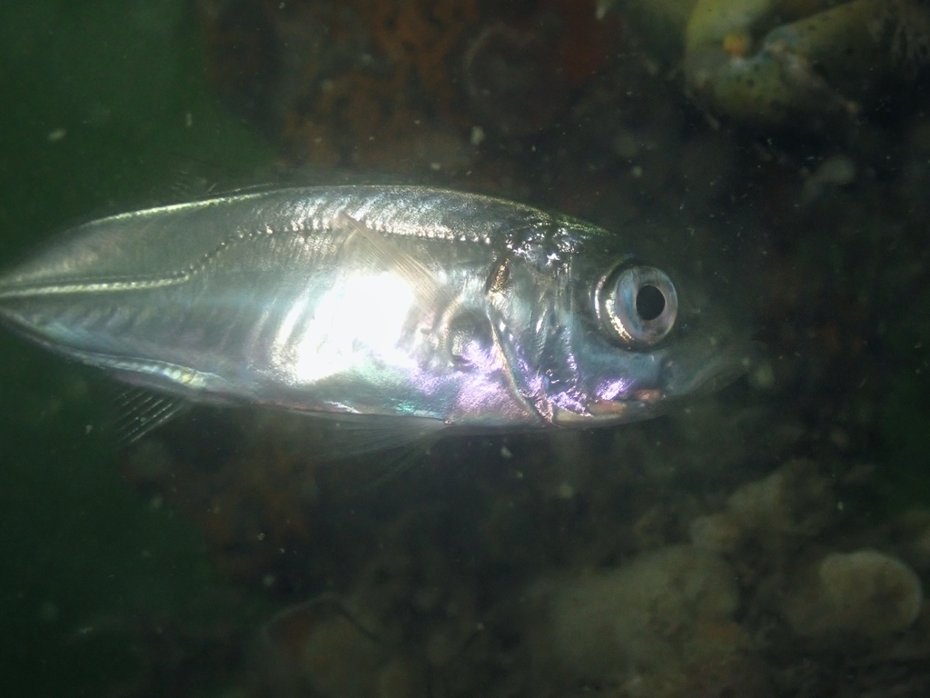 Atlantic Horse Mackerel (Trachurus trachurus) - Marine Life Identification