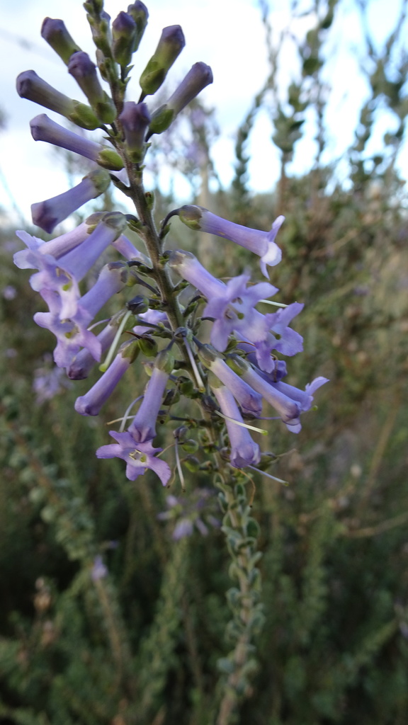 Purple Bellbush from Overberg District Municipality, South Africa on ...
