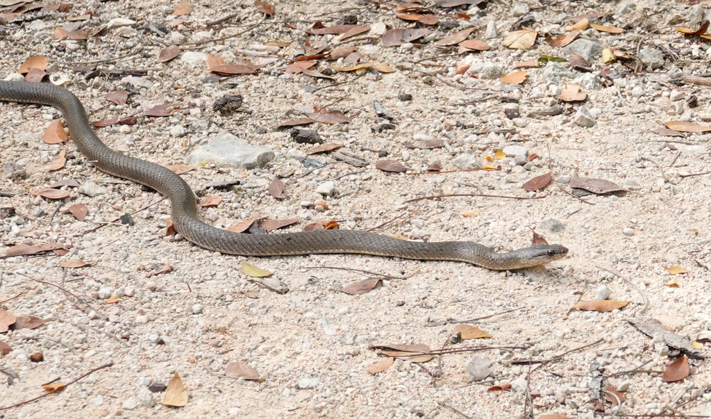 Puerto Rican Racer from X4CJ+HGF Guánica State Forest, Guánica, 00653 ...