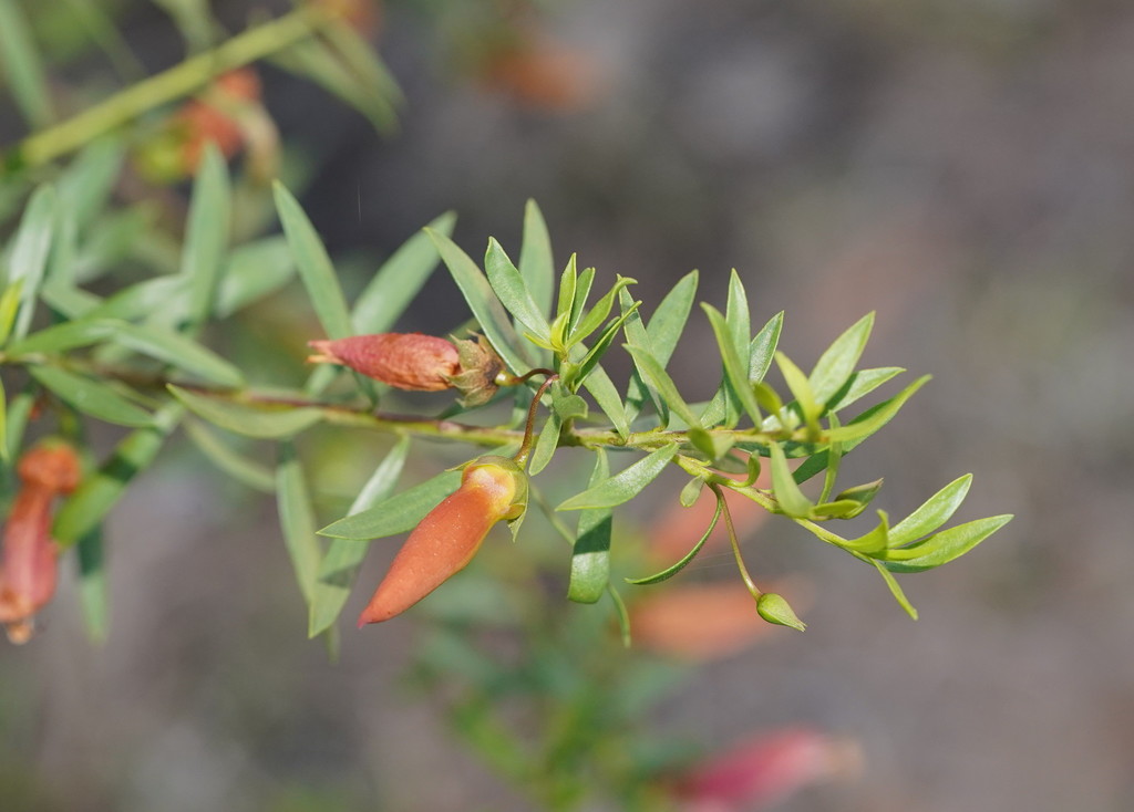 spotted emu bush (Eremophila maculata) - Botanical Realm