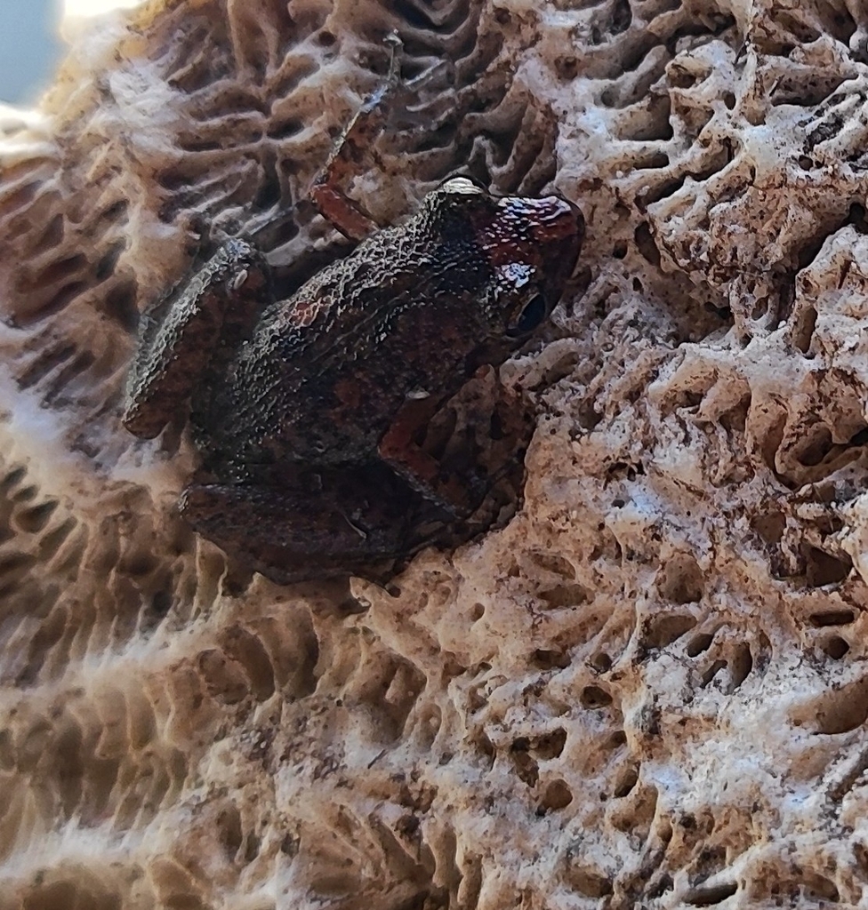 Greenhouse Frog from Punta Cancun, Zona Hotelera, Cancún, Q.R., México ...