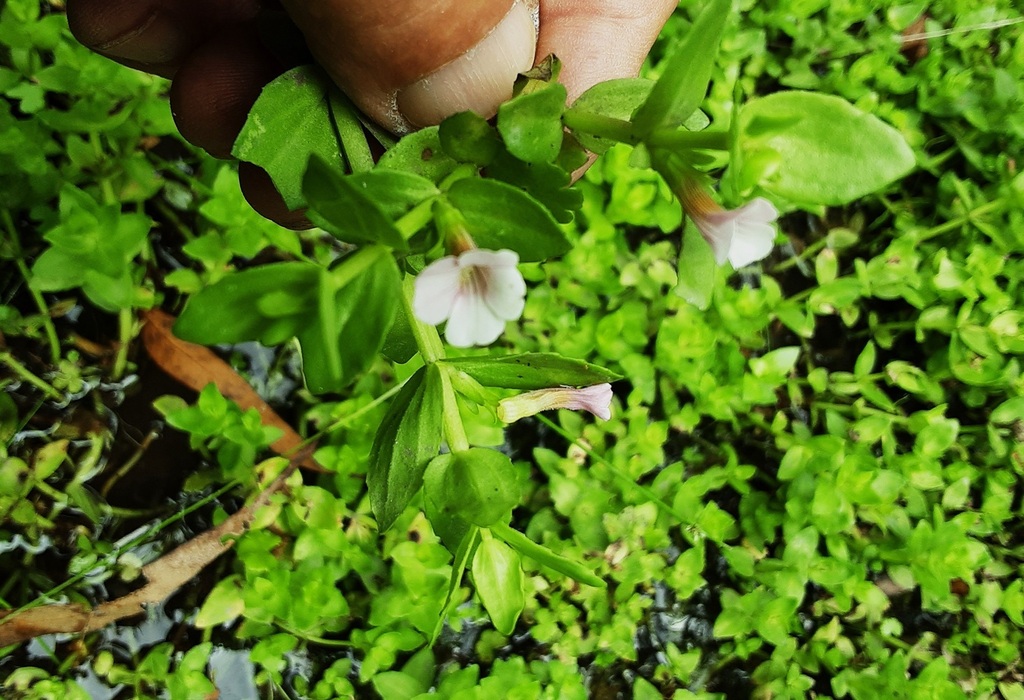 Austral Brooklime from Marrangaroo National Park, Wallerawang NSW 2845 ...