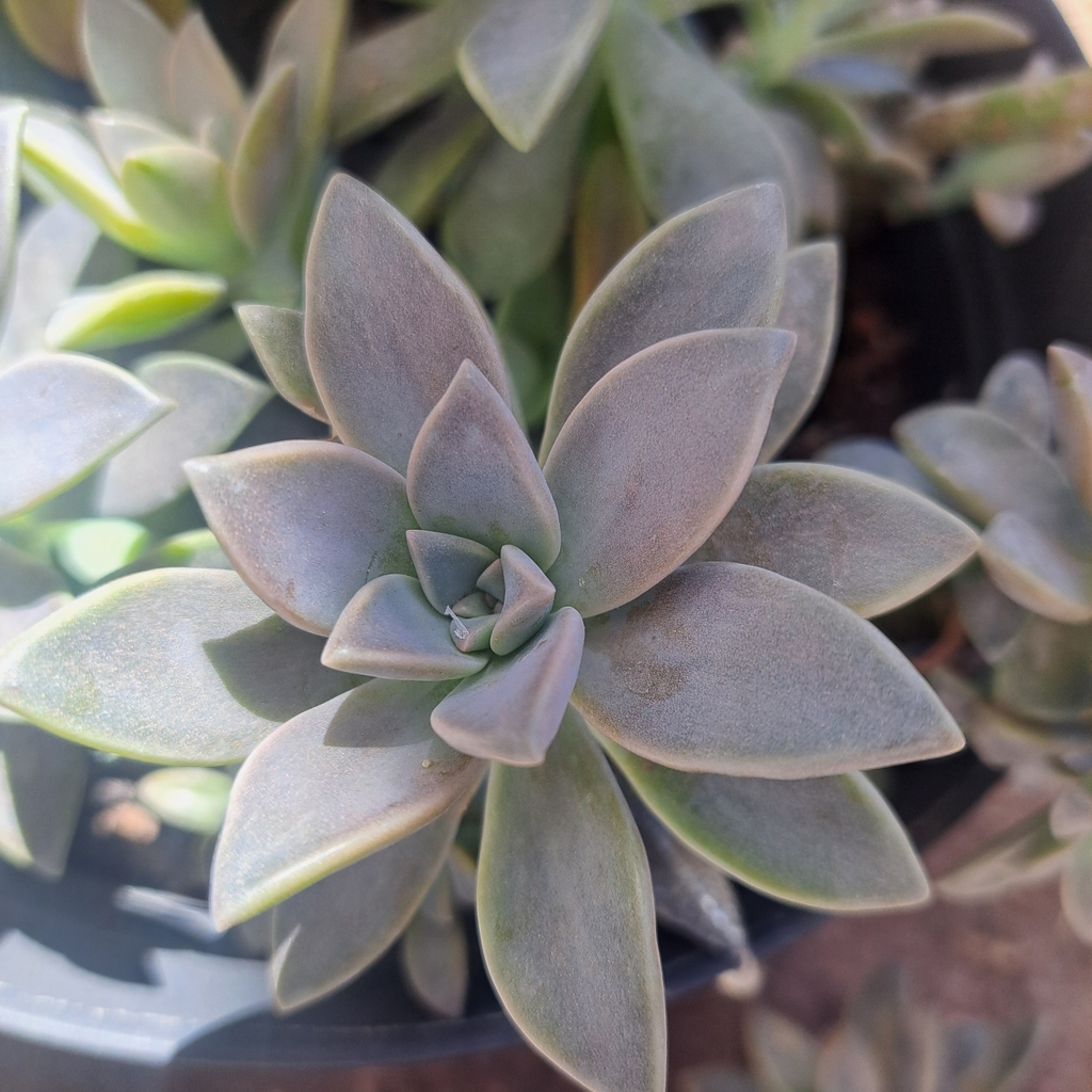 Ghost-plant from Saltillo, MX-CA, MX on March 12, 2025 at 12:43 PM by ...