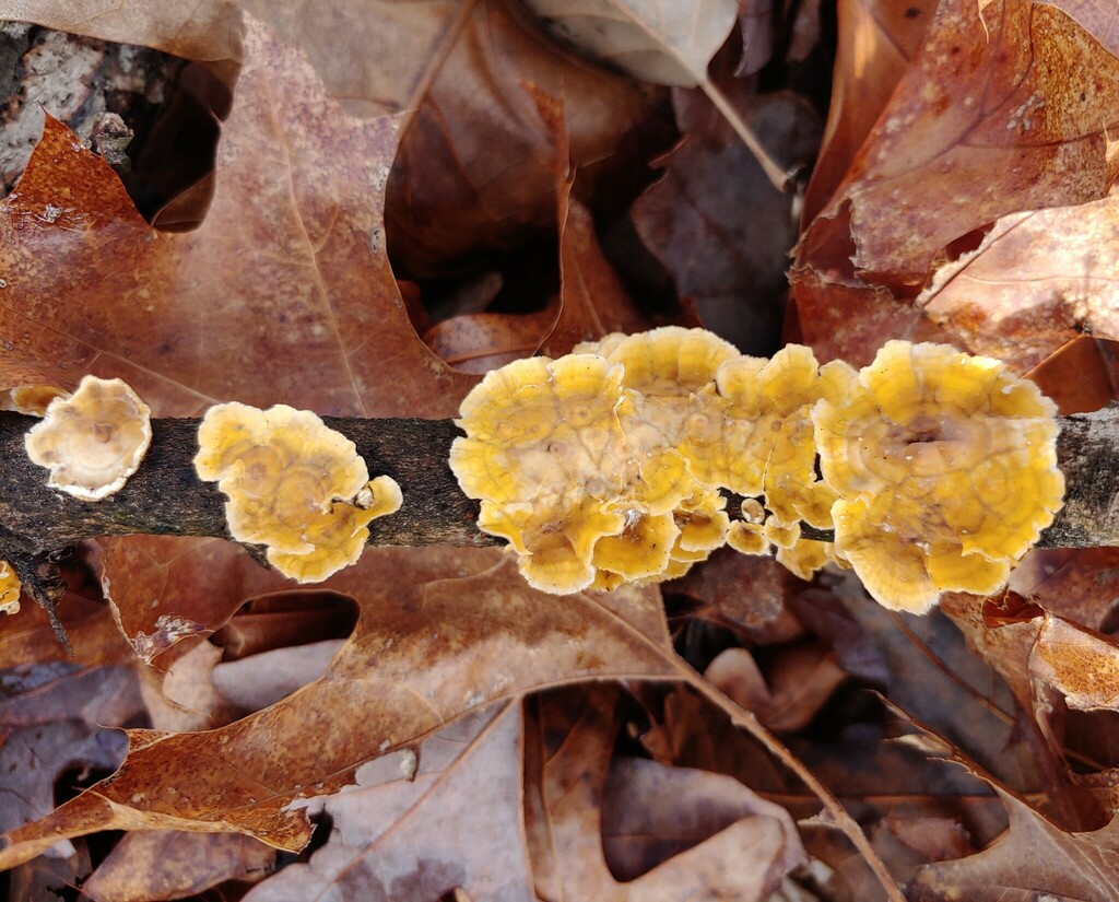 crowded parchment from Mountain Park, GA, USA on March 10, 2025 at 05: ...