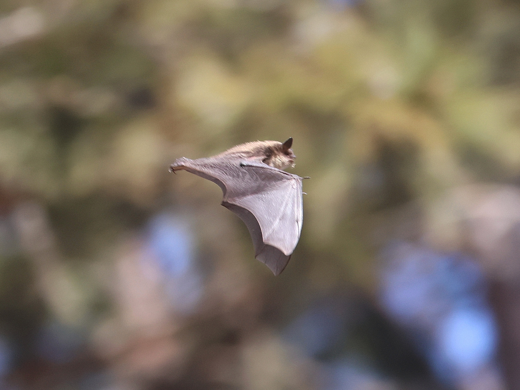 Evening Bats from La Crosse County, WI, USA on March 12, 2025 at 02:23 ...
