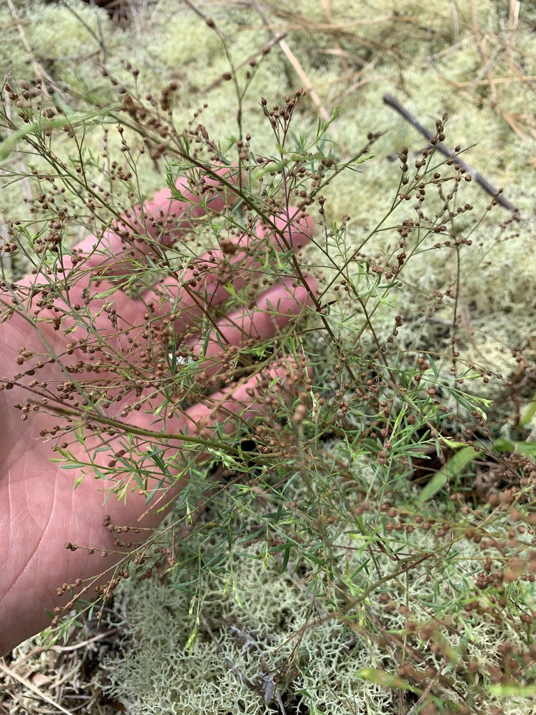 slender pinweed from Chickasaw State Park, Henderson, TN, US on August ...