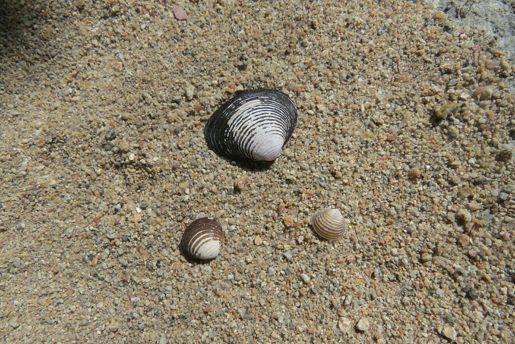 Asian Clam from Elfin Forest Recreational Reserve, Harmony Grove Rd ...