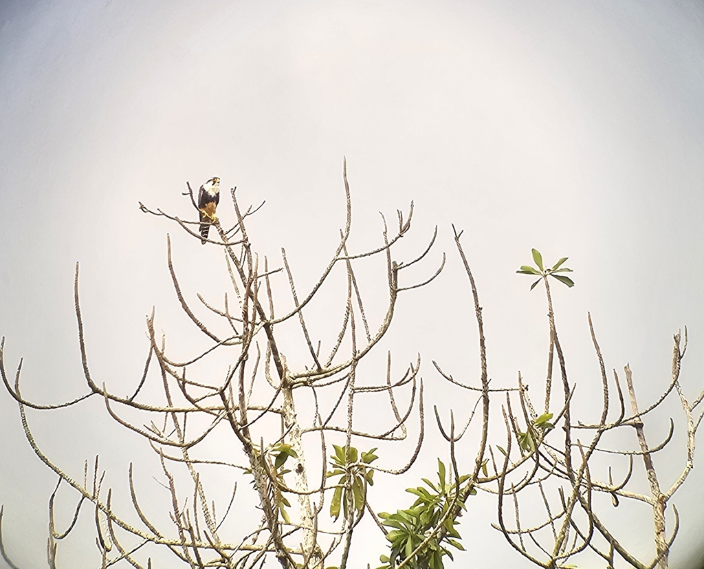 Aplomado Falcon from JC9Q+VW9, Red Bank, Belize on March 11, 2025 at 11 ...