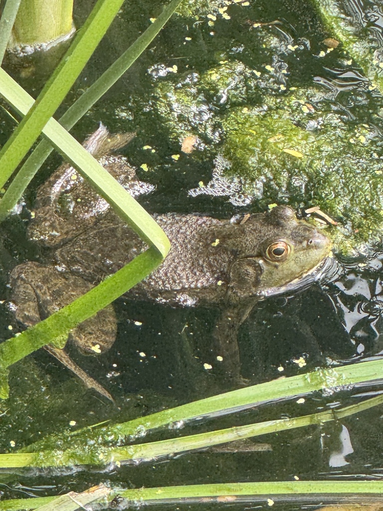 American Bullfrog from Sweetwater Wetlands, Tucson, AZ, US on March 12 ...