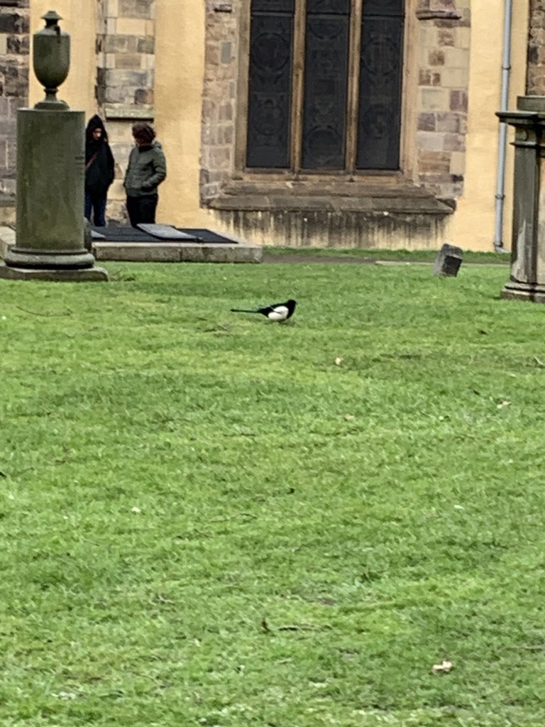 Eurasian Magpie from Market Street, Edinburgh, Scotland, GB on March 12 ...