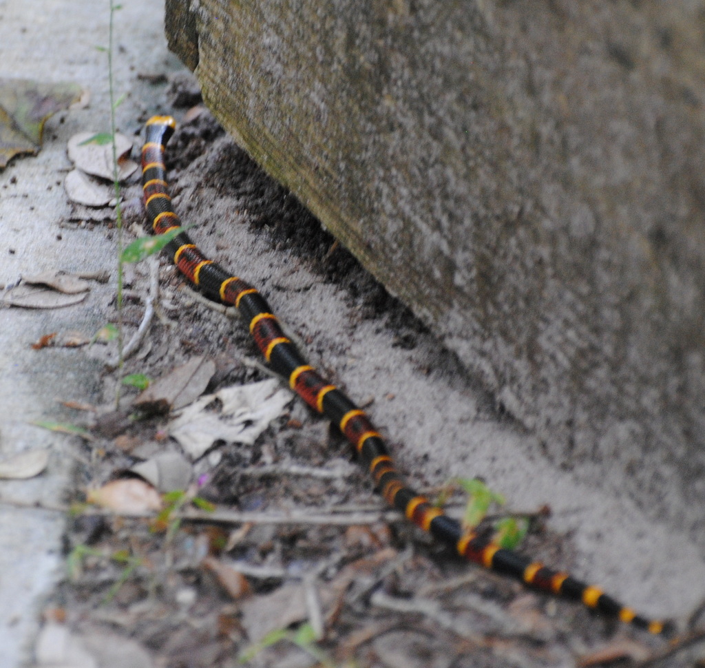 Eastern Coralsnake from 2021 SW 29th St, Delray Beach, FL 33445, USA on ...