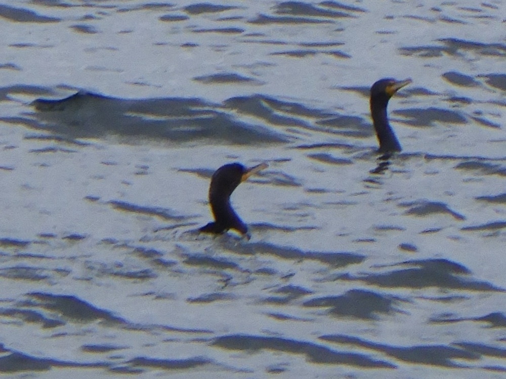 Double-crested Cormorant from Northlake, Seattle, WA, USA on March 12 ...