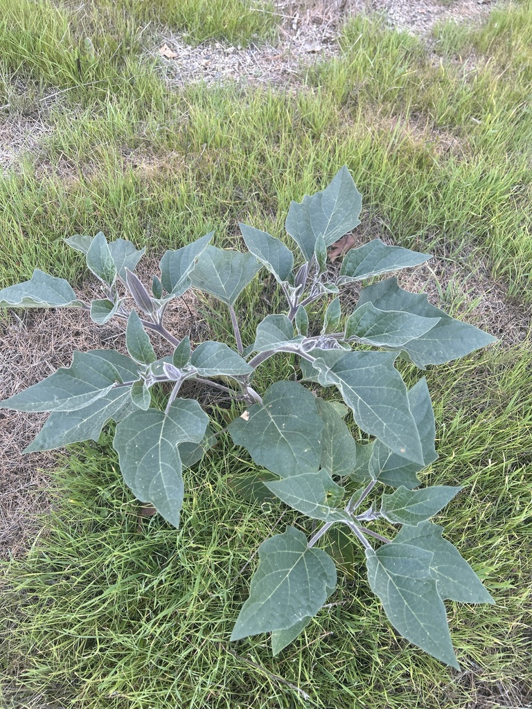 Sacred Datura from Santa Ana River Trail, Anaheim, CA, US on March 12 ...
