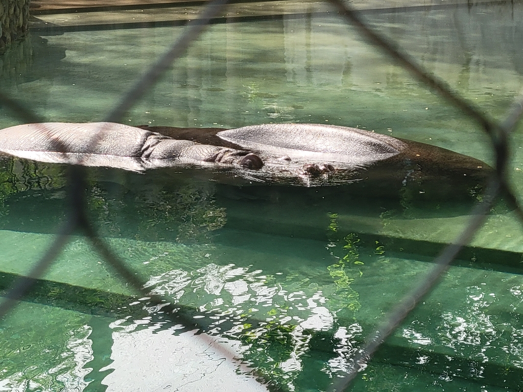 Common Hippopotamus in April 2023 by Oludamola Sonubi · iNaturalist