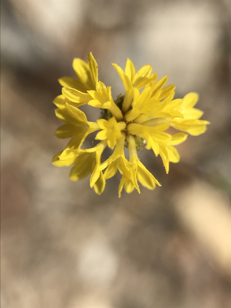 Valley Lessingia (Common Plants of the Lancaster/Palmdale area ...