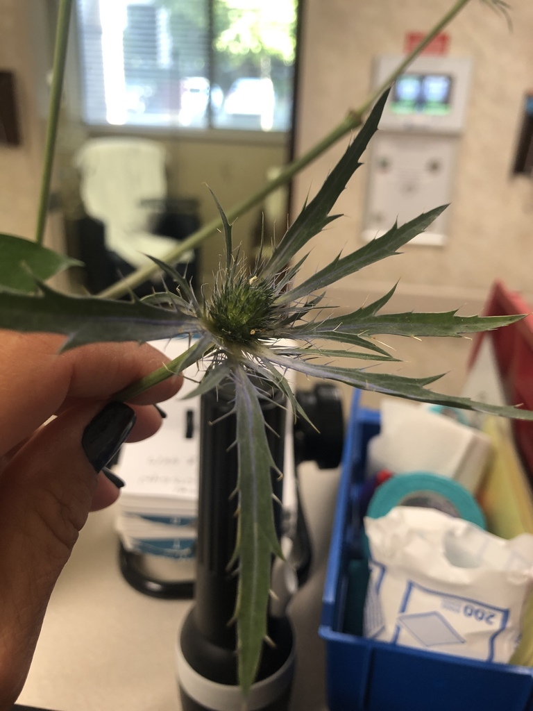 Eryngos from Wake Forest Baptist Health High Point Medical Center, High ...