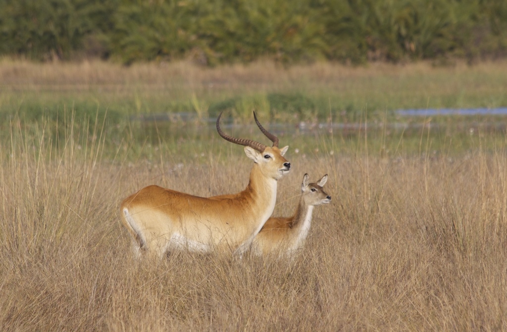 Lechwe (Kobus leche) - Know Your Mammals