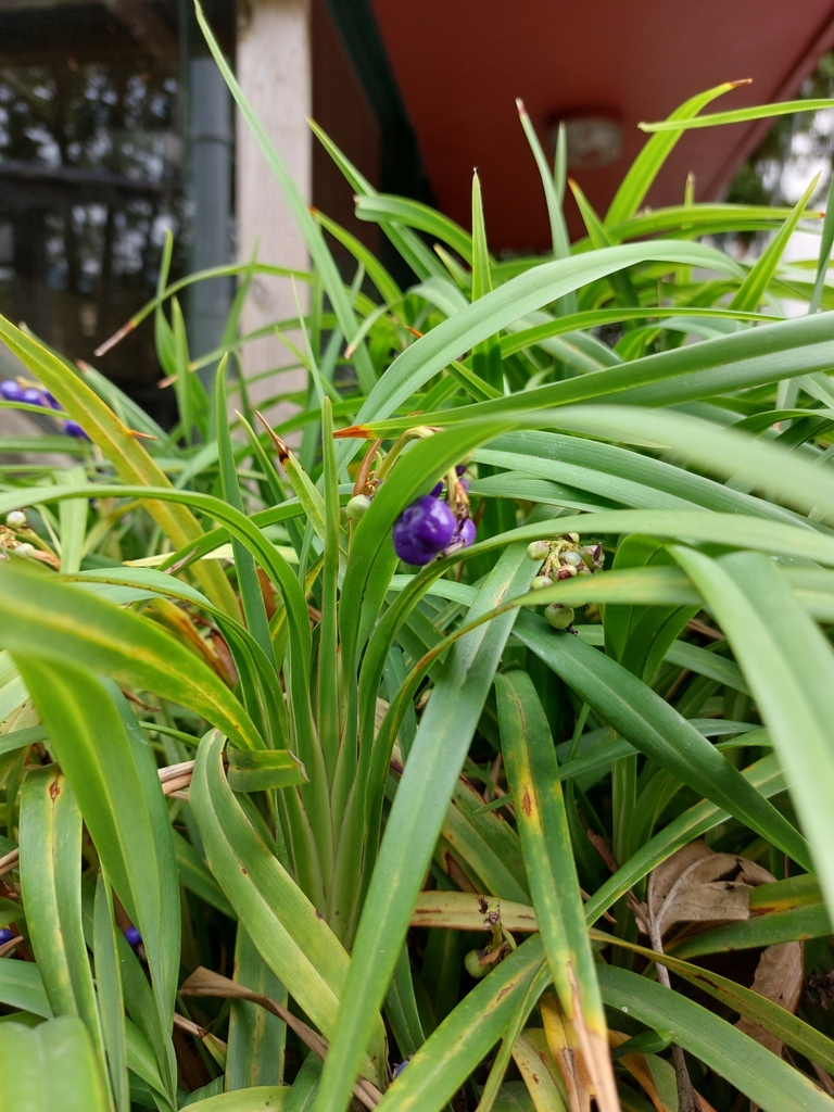 flax-lilies from Auckland Central, Auckland 1010, New Zealand on March ...