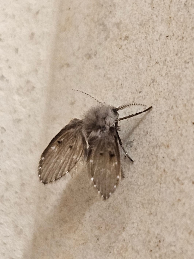 Bathroom Moth Fly from FJ2V+84 Zayed International Airport - Al Matar ...