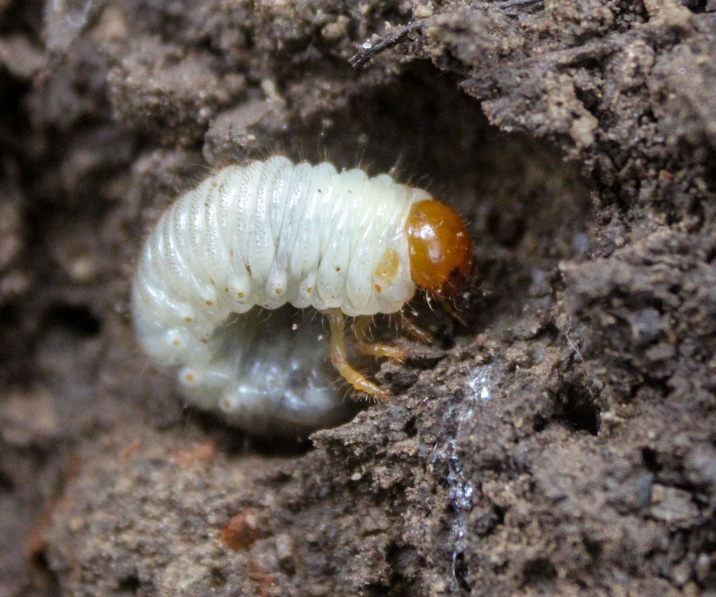 Scarabs from Los Angeles, CA 90095, USA on March 12, 2025 at 03:21 PM ...