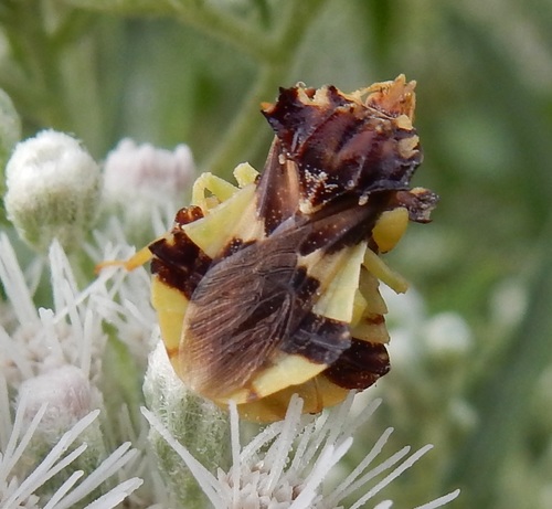 Subspecies Phymata americana americana · iNaturalist United Kingdom