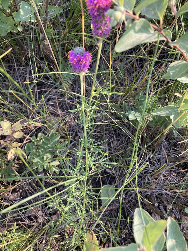purple prairie clover from Southeast Calgary, Calgary, AB, Canada on ...