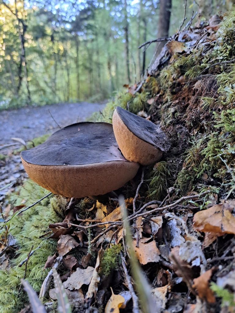 Dark Velvet Bolete from Springs Junction 7895, New Zealand on March 13 ...
