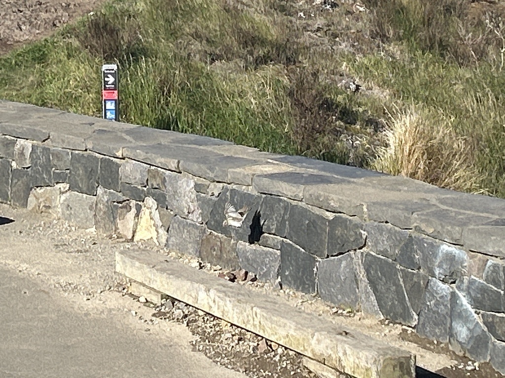 Mainland New Zealand Pipit from South Pacific Ocean, Christchurch ...