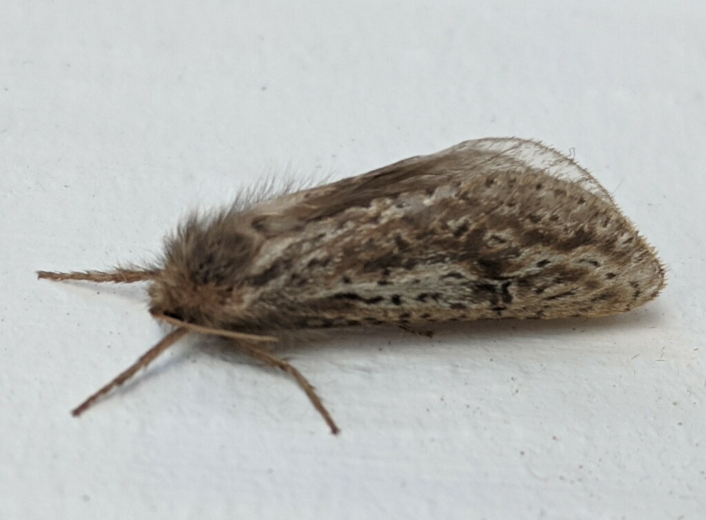 Fraus simulans from Loongana TAS 7315, Australia on March 13, 2025 at ...