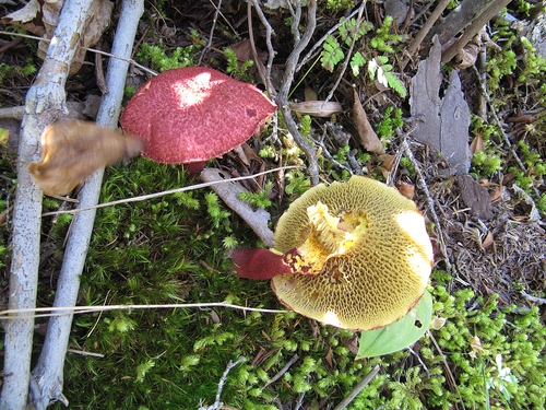 Genus Boletinus · iNaturalist