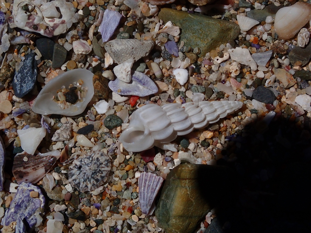 Opalia australis from Arrawarra NSW 2456, Australia on March 13, 2025 at 12:21 PM by Adrian Gale ...