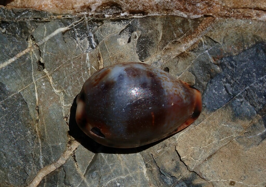 yellow-toothed cowrie from Arrawarra NSW 2456, Australia on March 13 ...