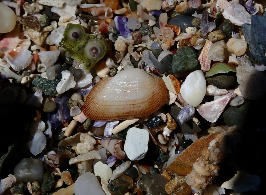 False Ark Clams from Arrawarra Headland NSW 2456, Australia on March 13 ...