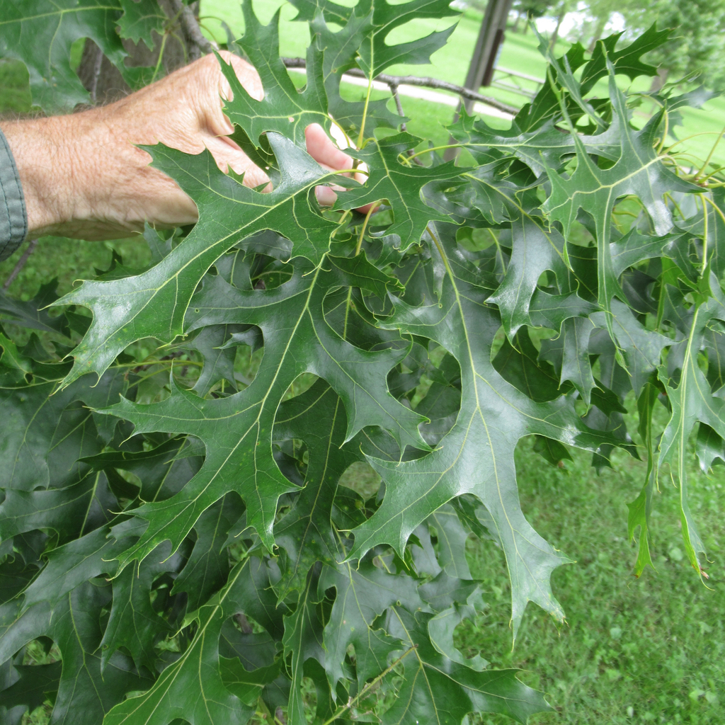 scarlet oak from Volo Bog SNA, Lake Co., IL on June 21, 2019 at 03:00 ...