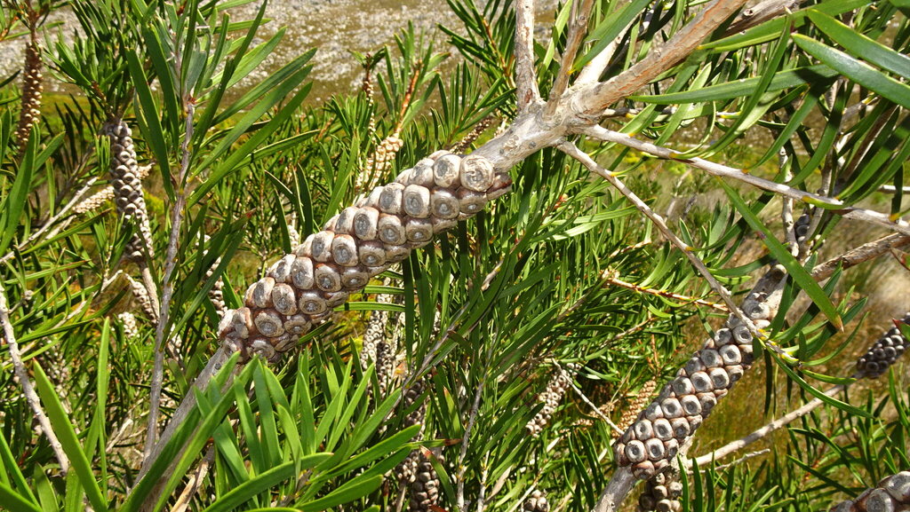 Narrow-leaved Bottlebrush from Overberg District Municipality, South ...