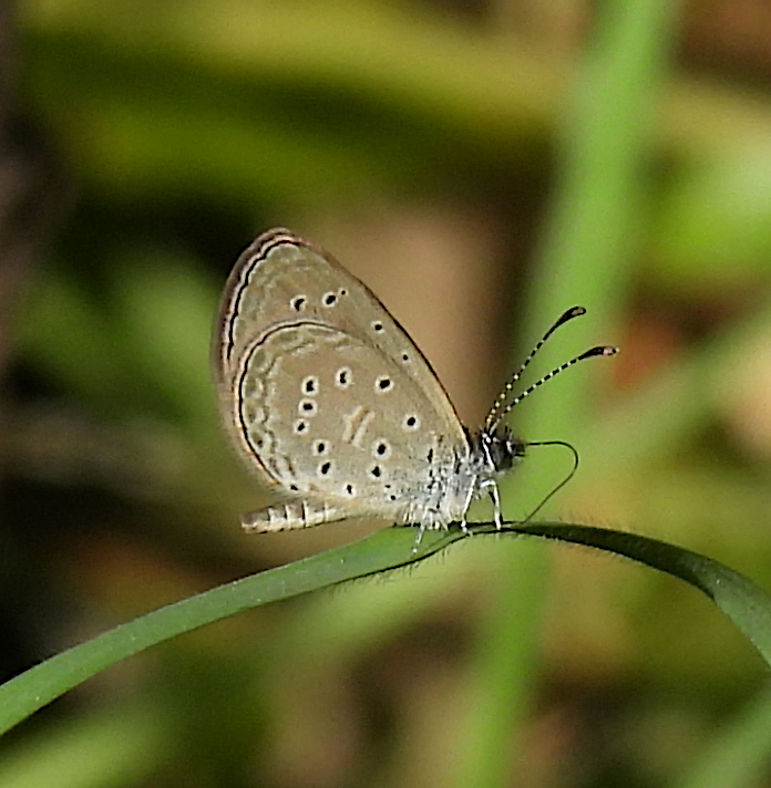 Tiny Grass Blue from Milne Hill Reserve, Chermside West QLD 4032 ...