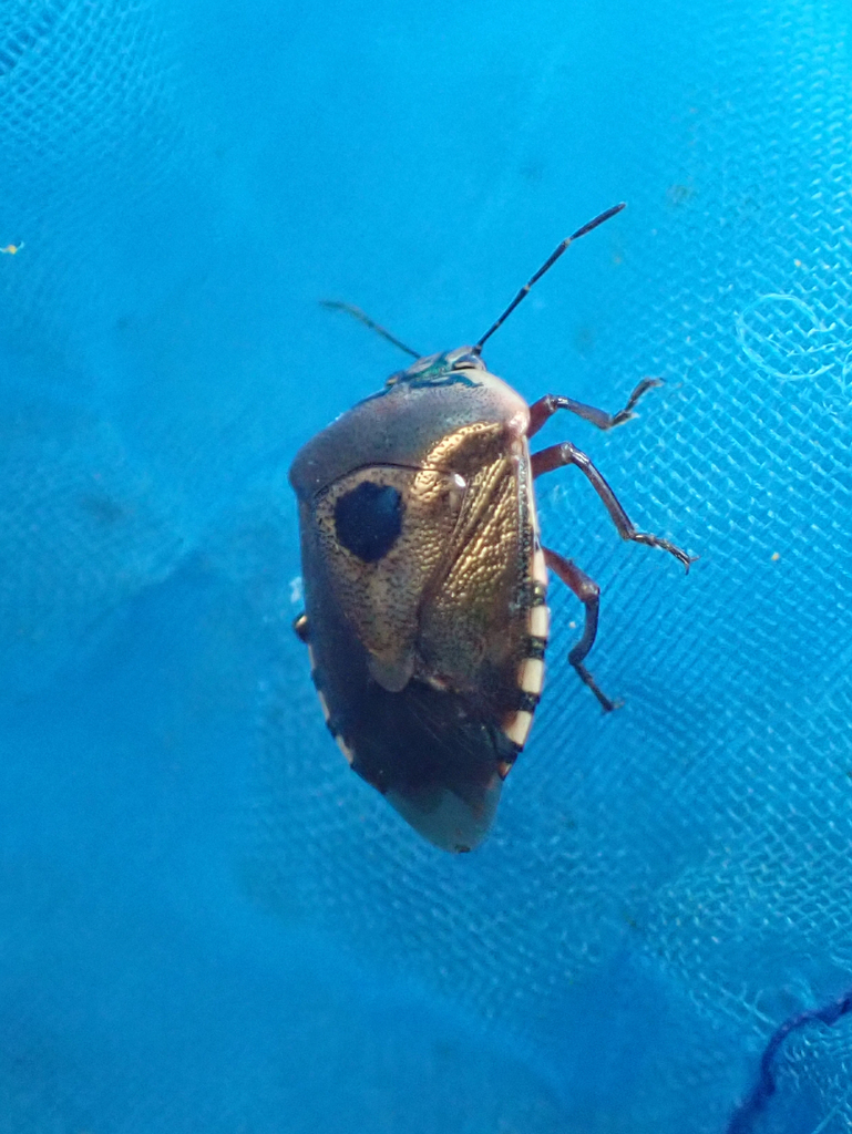 Iphiarusa compacta from 546台灣南投縣仁愛鄉 on March 10, 2025 at 12:20 PM by ...