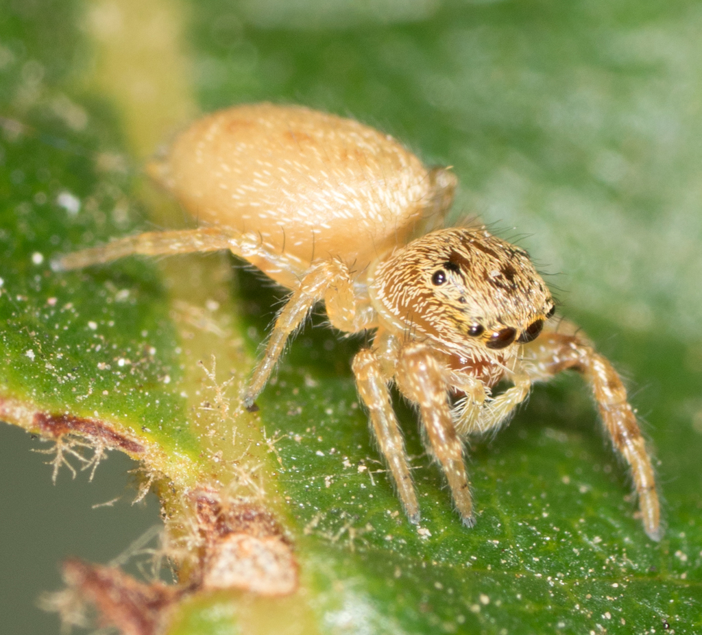 Jumping Spiders from Angeles MRCA Open Space, Los Angeles, California ...