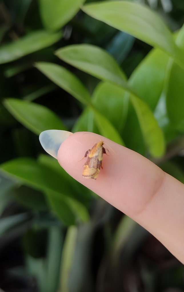 Scaly-legged Pyralids from Fortaleza, CE on February 01, 2025 at 04:47 ...