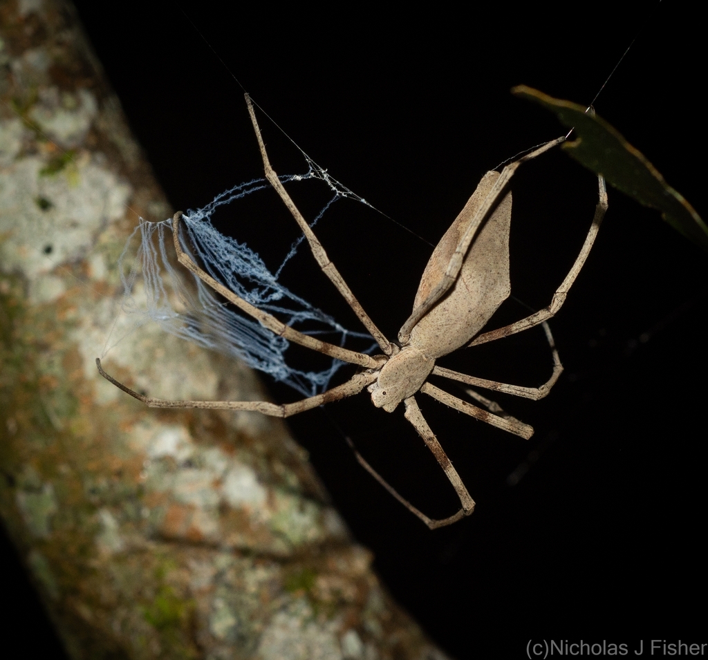 Rufous Net-casting Spider from Tamborine Mountain QLD 4272, Australia ...
