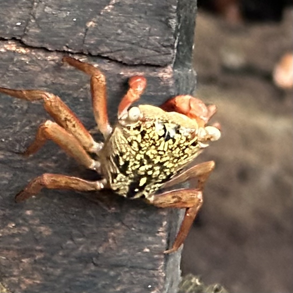 Mangrove Tree Crab from Isla San Cristóbal, Bocas Del Toro, PA on March ...