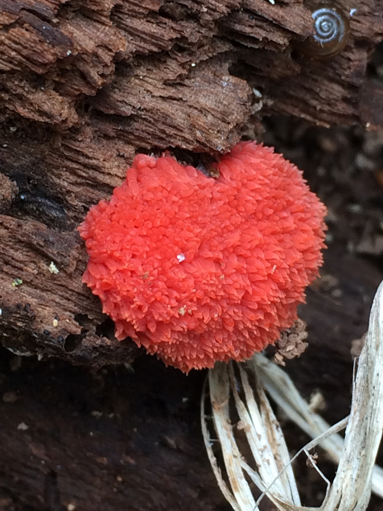 Red Raspberry Slime Mold (protozoans of the USA) · iNaturalist
