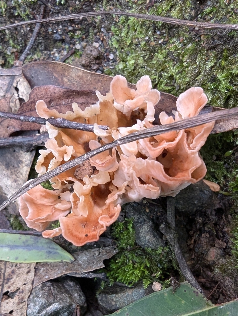 Podoscypha from Mount Nebo QLD 4520, Australia on March 13, 2025 at 02: ...
