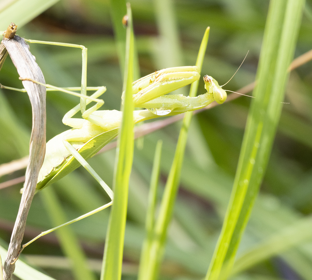 South African Mantis from Silver Lakes Golf Estate, 0054, Suid-Afrika ...